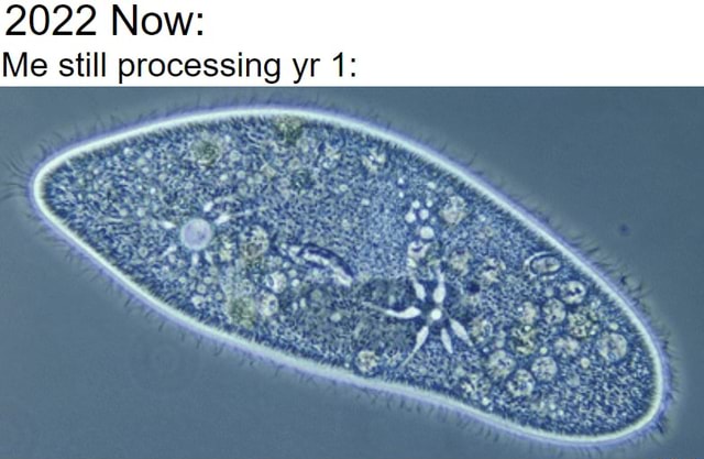 2022 Now: Me still processing yr 1: - iFunny