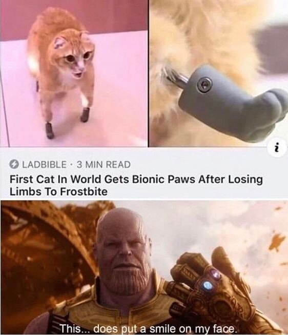 MIN READ First Cat In World Gets Bionic Paws After Losing Limbs To ...