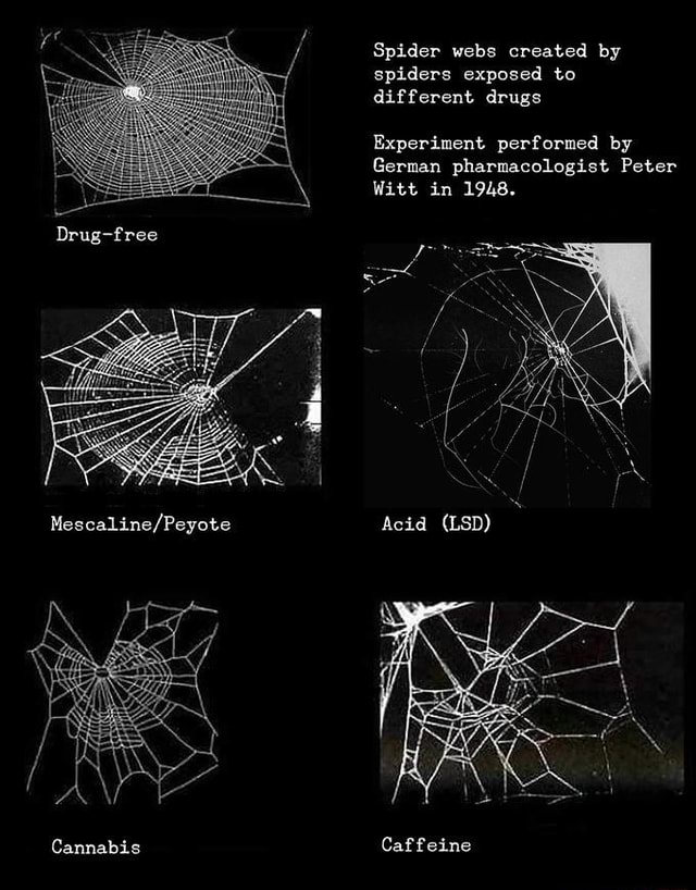 Spider webs created by spiders exposed to different drugs Experiment ...