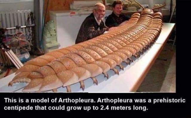 This is a model of Arthopleura. Arthopleura was a prehistoric centipede ...