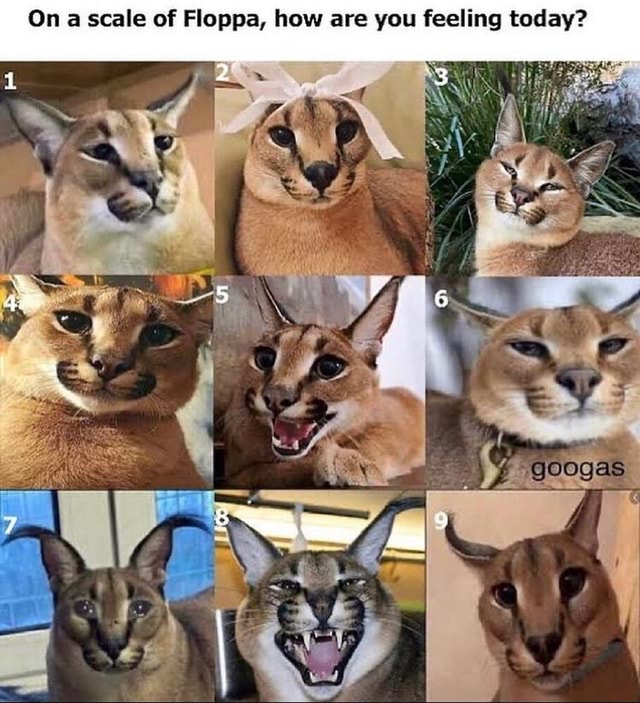 On a scale of Floppa, how are you feeling today? - America’s best pics ...