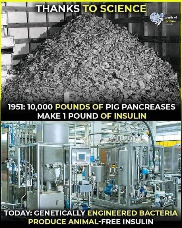 THANKS 1951: 10,000 POUNDS OF PIG PANCREASES MAKE 1 POUND OF INSULIN il ...