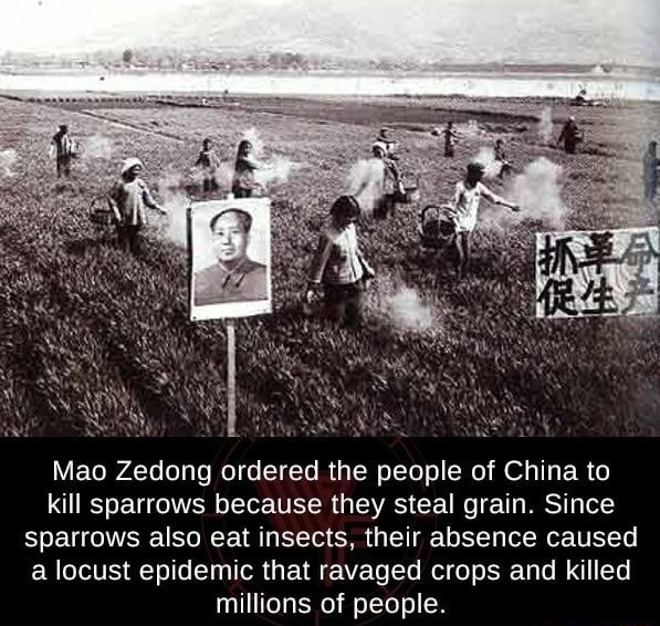Mao Zedong ordered the people of China to kill sparrows because they ...