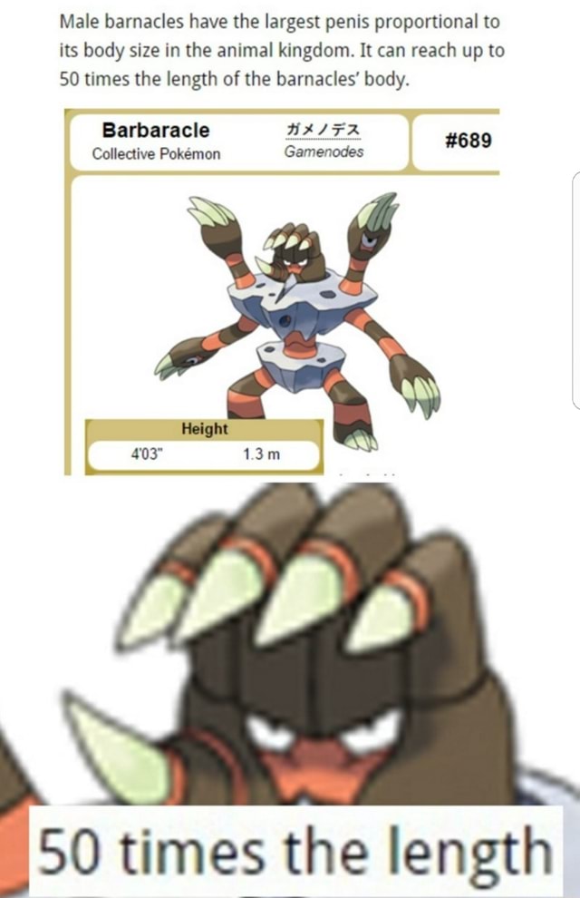 Male barnacles have the largest penis proportional to its body size in ...