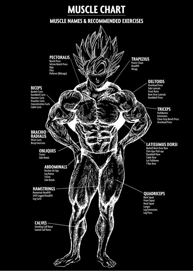 MUSCLE CHART MUSCLE NAMES & RECOMMENDED EXERCISES PECTORALIS Inlcine ...