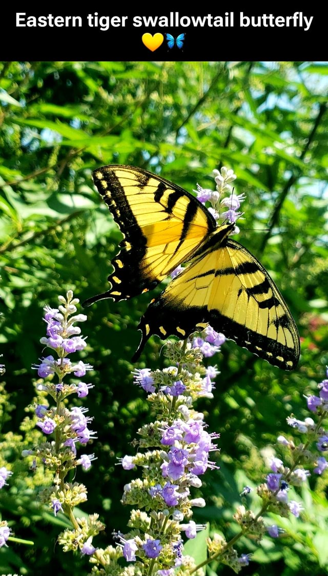 Eastern tiger swallowtail butterfly \ Se. * ' ' - aay er aw , * wee ...