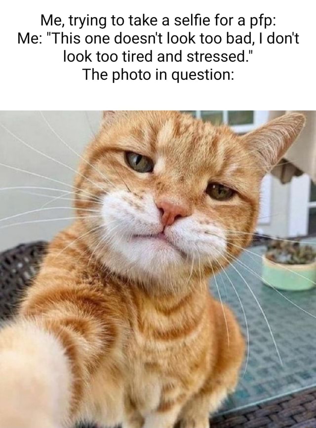 Me, trying to take a selfie for a pfp: Me: "This one doesn't look too ...