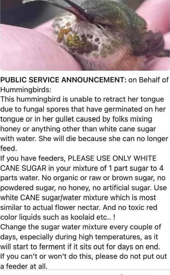 PUBLIC SERVICE ANNOUNCEMENT: on Behalf of Hummingbirds: This ...