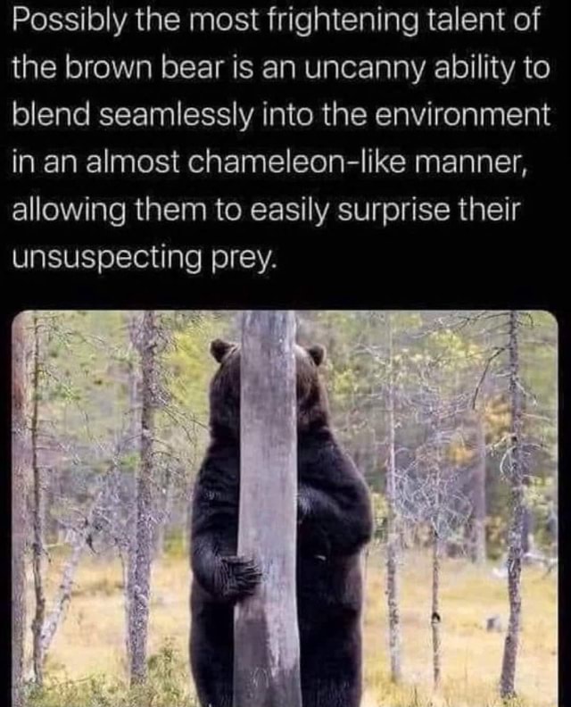 Possibly the most frightening talent of the brown bear is an uncanny ...