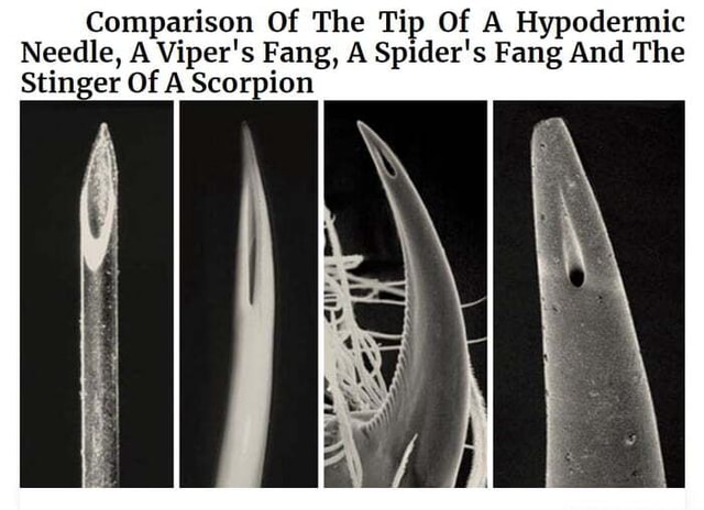 Comparison Of The Tip Of A Hypodermic Needle, A Viper's Fang, A Spider ...