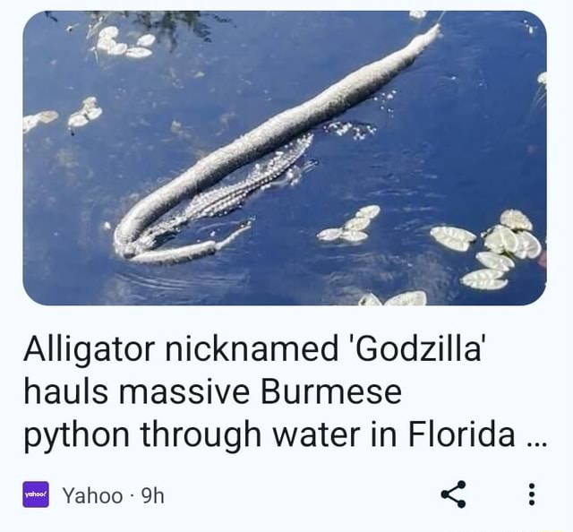 Alligator nicknamed 'Godzilla' hauls massive Burmese python through ...