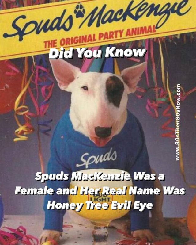 Did You Know Spuds MacKenzie Was a Female and Her Real Name Was Honey ...