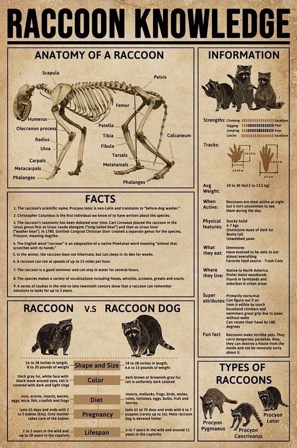 RACCOON ANATOMY OF KNOWLEDGE ANATOMY OF A RACCOON Pelvis Patella Tibla ...