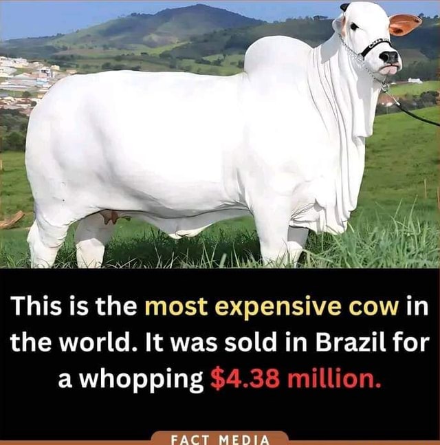 ANS This is the most expensive cow in the world. It was sold in Brazil ...
