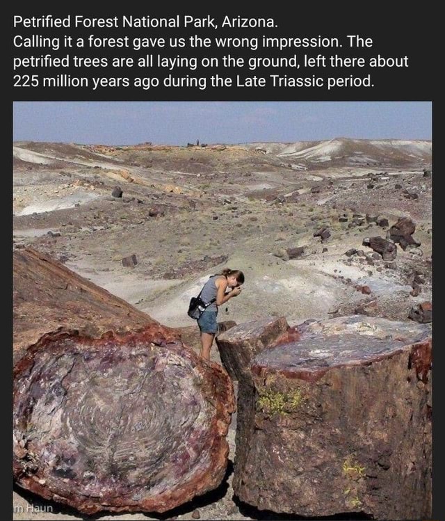 Petrified Forest National Park, Arizona. Calling it a forest gave us ...