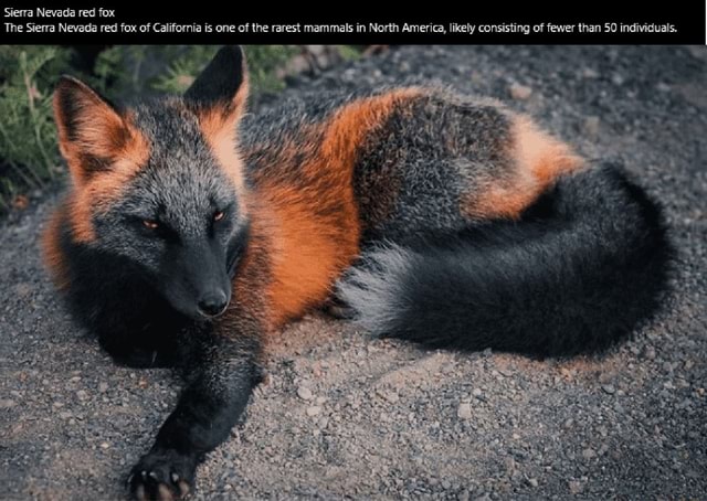 Sierra Nevada red fox The Sierra Nevada red fox of California is one of ...