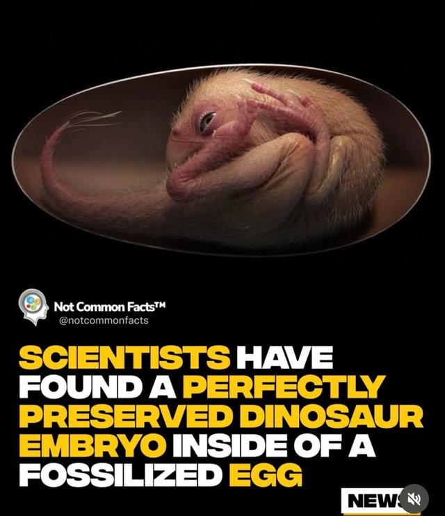 Not Common SCIENTISTS HAVE FOUND A PERFECTLY PRESERVED DINOSAUR EMBRYO ...
