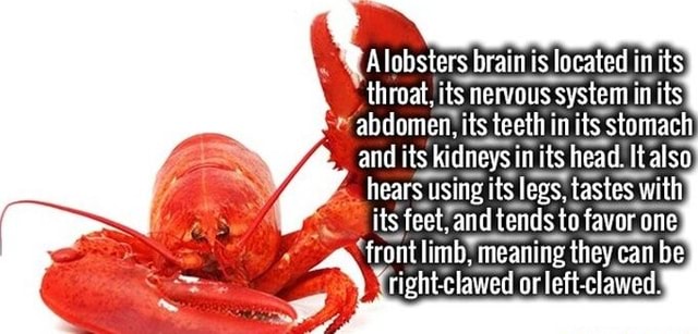 PA lobsters brain is located in its threat. its nervous system in its ...