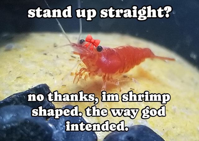 Stand up straight? no thanks, im shrimp shaped. the way sod intended ...