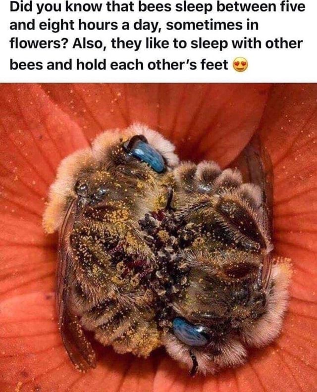 Did you know that bees sleep between five and eight hours a day ...
