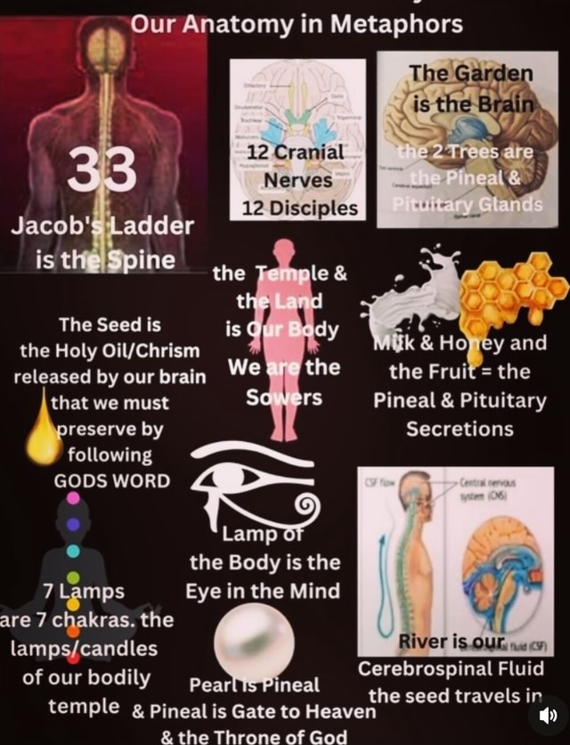 Our Anatomy in Metaphors 12 Cranial Nerves 12 Disciples Ho) and Jacob ...