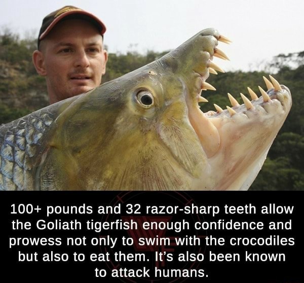 100+ pounds and 32 razor-sharp teeth allow the Goliath tigerfish enough ...