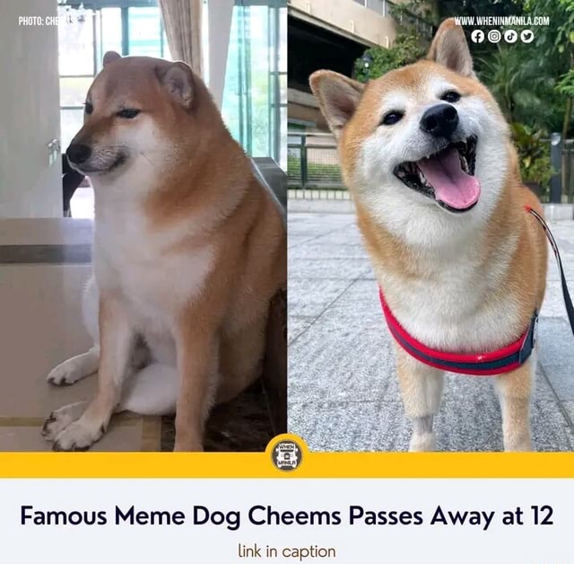 Famous Meme Dog Cheems Passes Away at 12 link in caption - iFunny