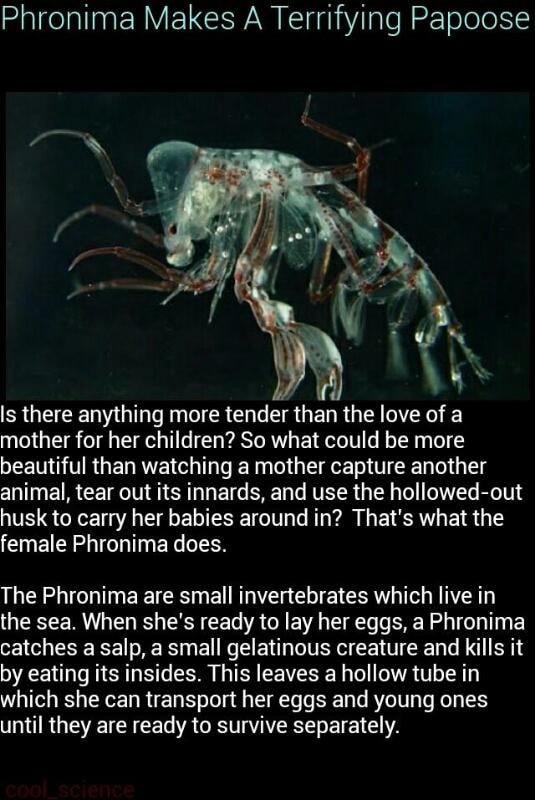 Phronima Makes A Terrifying Papoose Is there anything more tender than ...