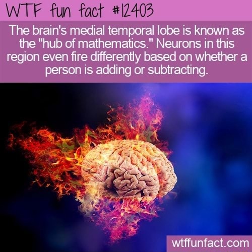 WT? fun The brain's medial temporal lobe is known as the "hub of ...
