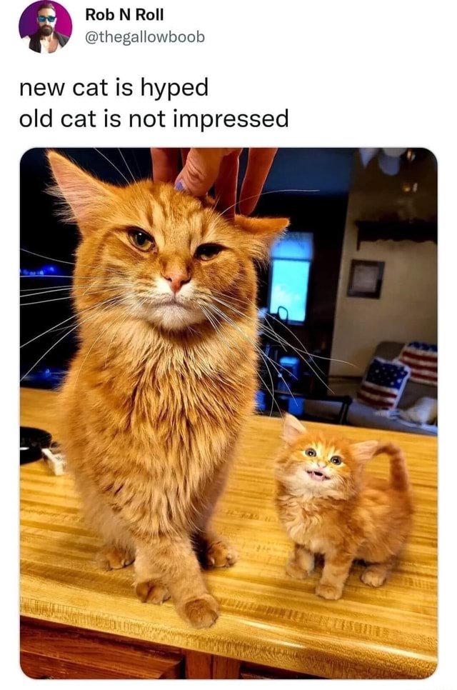 Rob Roll @thegallowboob new cat is hyped old cat is not impressed - iFunny