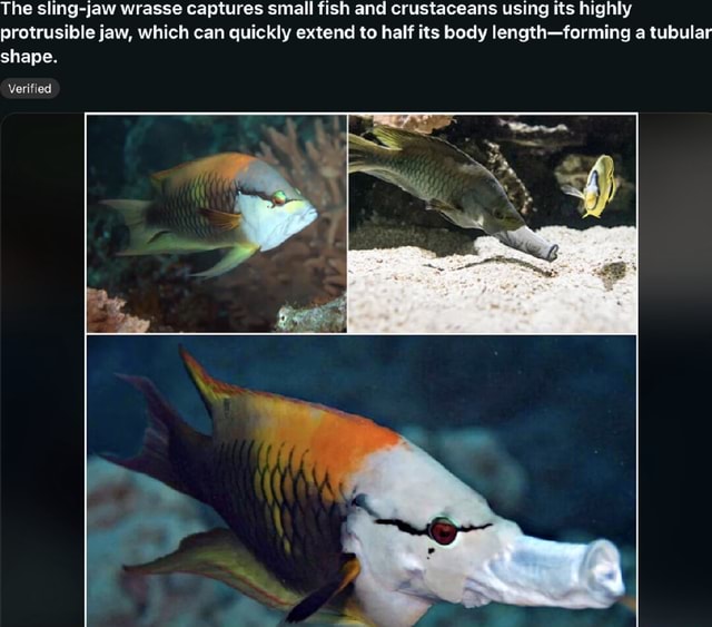 The sling-jaw wrasse captures small fish and crustaceans using its ...