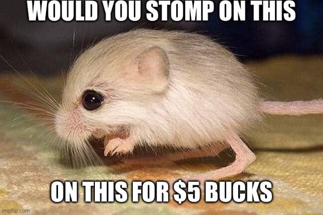 WOULD YOU STOMP ON THIS ON THIS FOR $5 BUCKS - iFunny