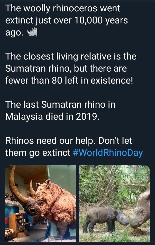 The woolly rhinoceros went extinct just over 10,000 years ago. The ...