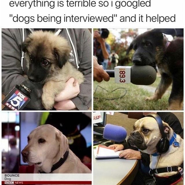 IS SO I "dogs being interviewed" and it helped BOUNCE Dog - iFunny