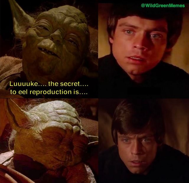 🤷🏻 Meme by @beingevolved - @WildGreenkiemes Luuuuke.... the secret ...