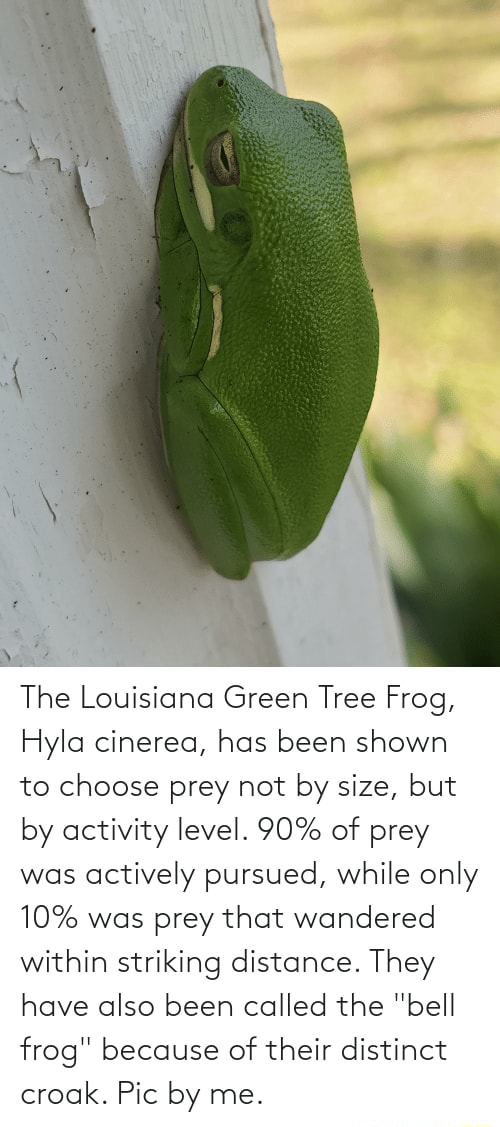 The Louisiana Green Tree Frog, Hyla cinerea, has been shown to choose ...