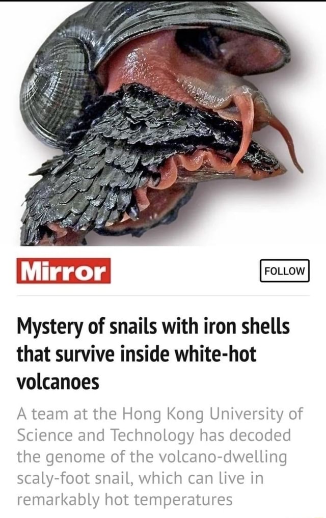 Mirror Mystery of snails with iron shells that survive inside white-hot ...