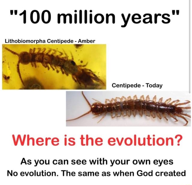 "100 million years" Lithobiomorpha Centipede - Amber Centipede - Today ...