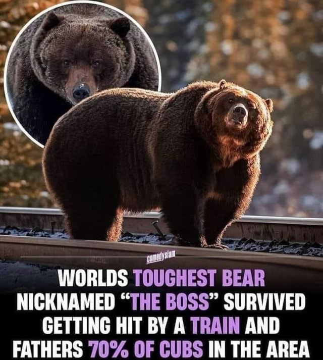 DE WORLDS TOUGHEST BEAR NICKNAMED "THE BOSS" SURVIVED GETTING HIT BY A ...