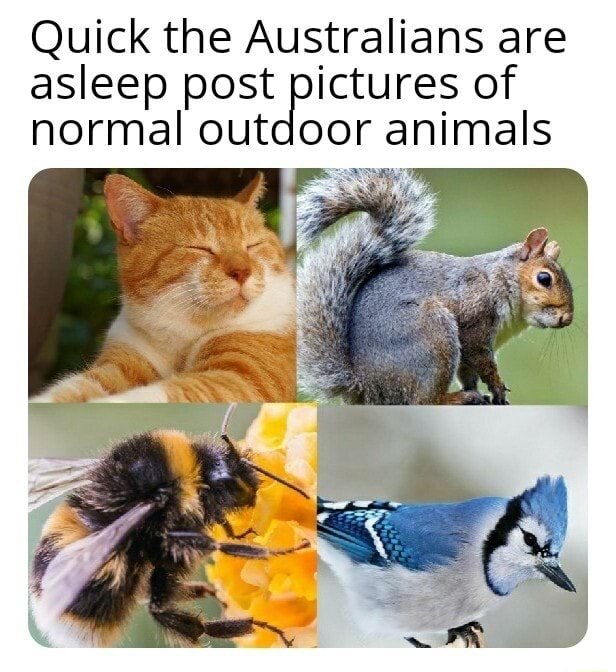 Quick the Australians are asleep post pictures of normal outdoor ...