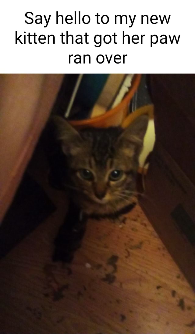 Say hello to my new kitten that got her paw ran over - iFunny