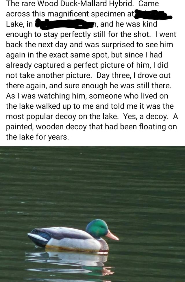 The rare Wood Duck-Mallard Hybrid. Came across this magnificent ...