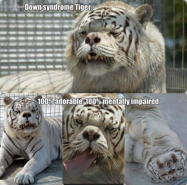 Down syndrome Tiger. 100% adorable. 100% mentally impaired - iFunny