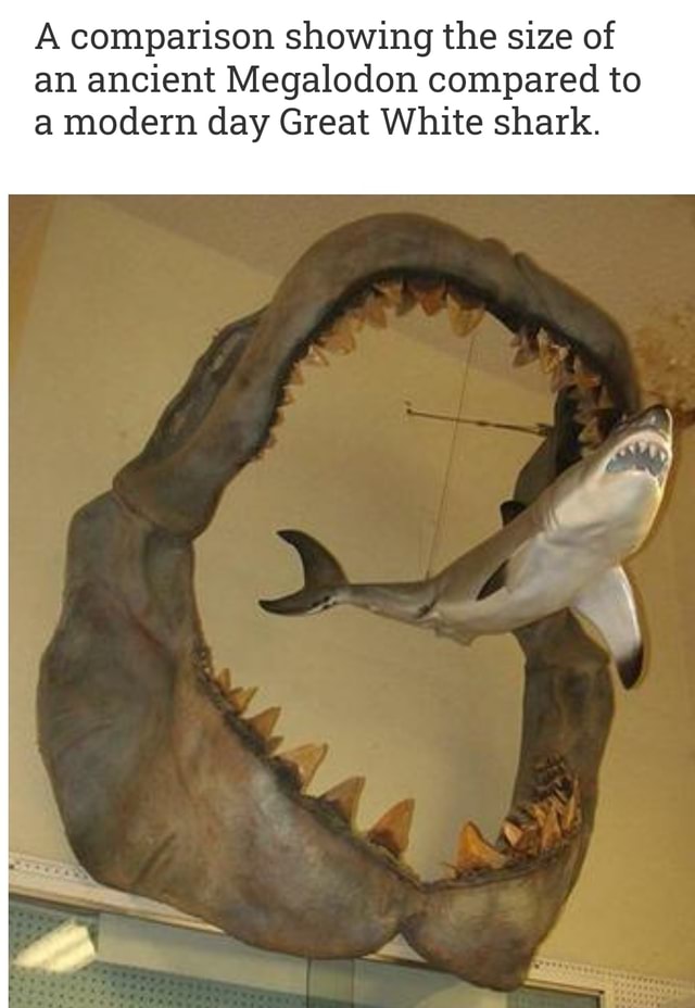 A comparison showing the size of an ancient Megalodon compared to a ...