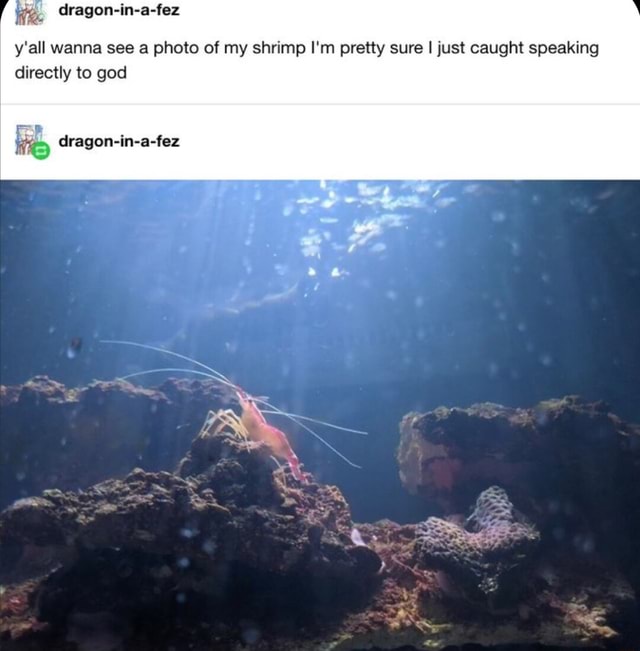 Y'all wanna see a photo of my shrimp I'm pretty sure I just caught ...