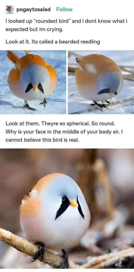 Pogeytesalad Follow I looked up "roundest bird" and i dont know what i ...