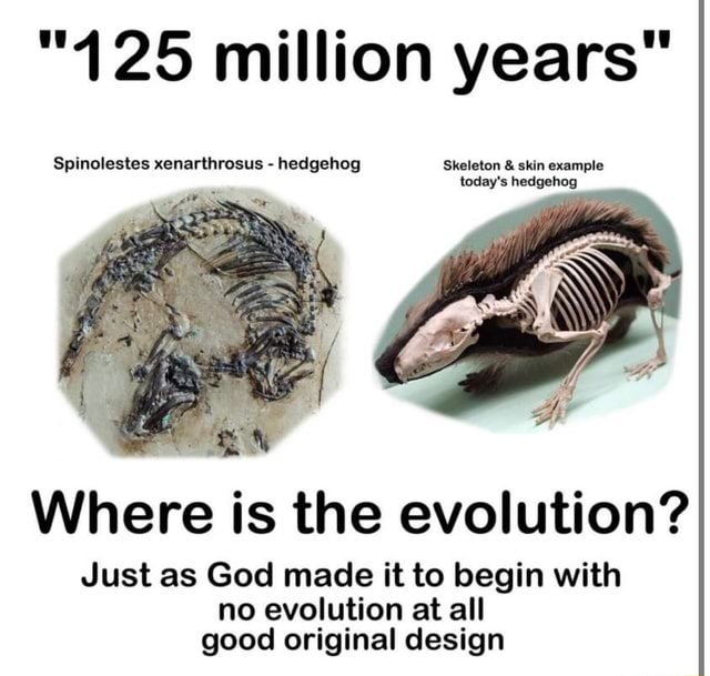 "425 million years" Spinolestes xenarthrosus - hedgehog Skeleton & skin ...