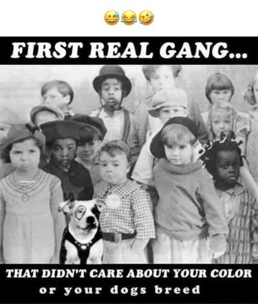 FIRST REAL GANG... THAT DIDN'T CARE ABOUT YOUR COLOR or your dogs breed ...