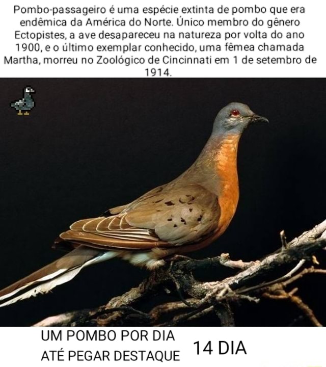 Pombo é uma espécie extinta de pombo que era endêmica da América do ...