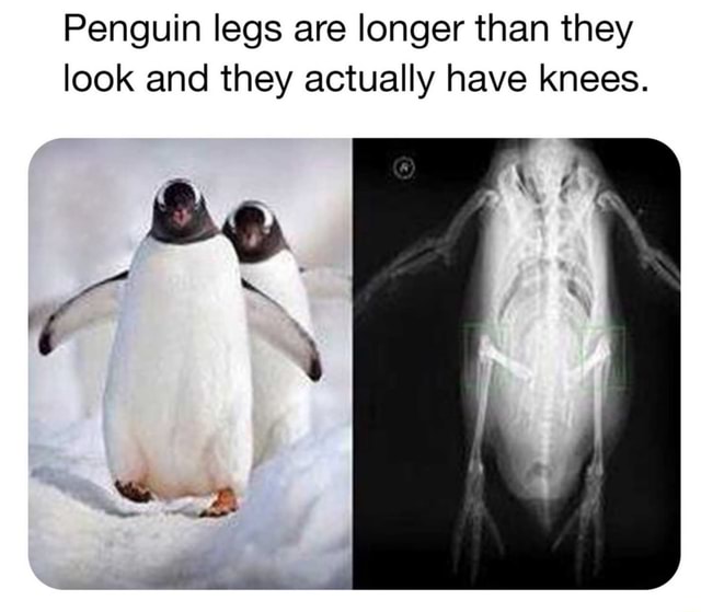 Penguin legs are longer than they look and they actually have knees ...